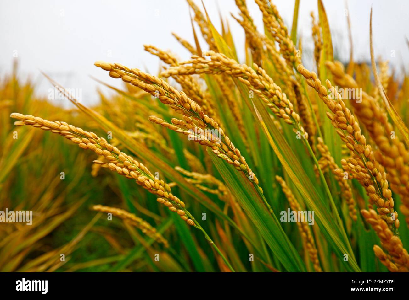 The autumn rice fields Stock Photo - Alamy