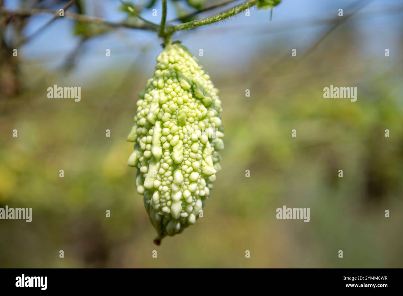 Melon amer hi-res stock photography and images - Alamy