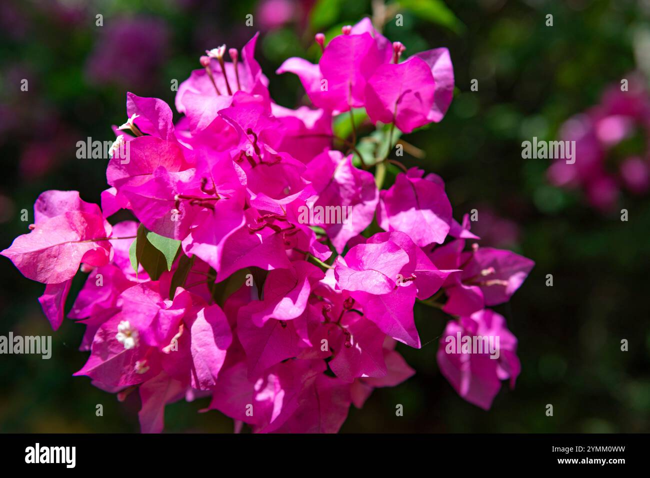 Sri Lanka, Southern Province, Sud, Süden, South, bougainvillier ...