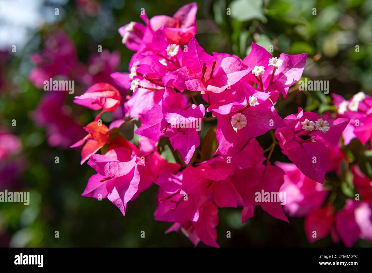 Sri Lanka, Southern Province, Sud, Süden, South, bougainvillier ...
