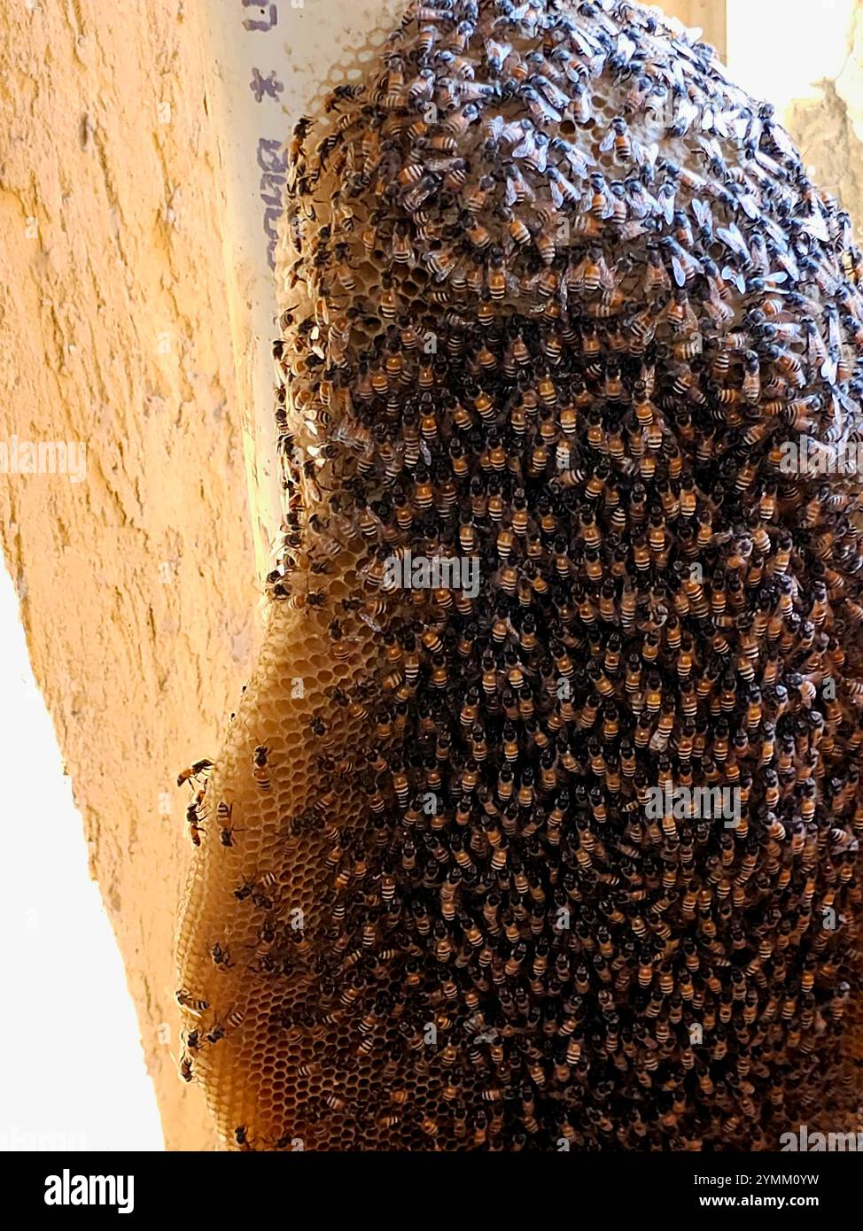 Wasps in the wild hi-res stock photography and images - Alamy