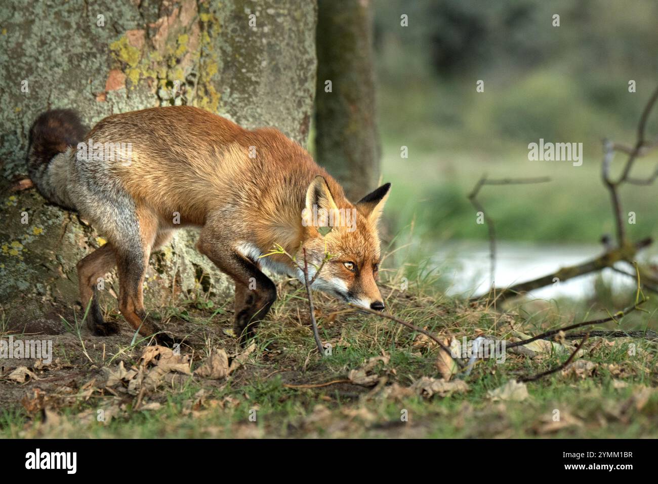 Europäischer Fuchs, Fuchs, Fuchs im Herbst, Füchse, Hundeartige ...