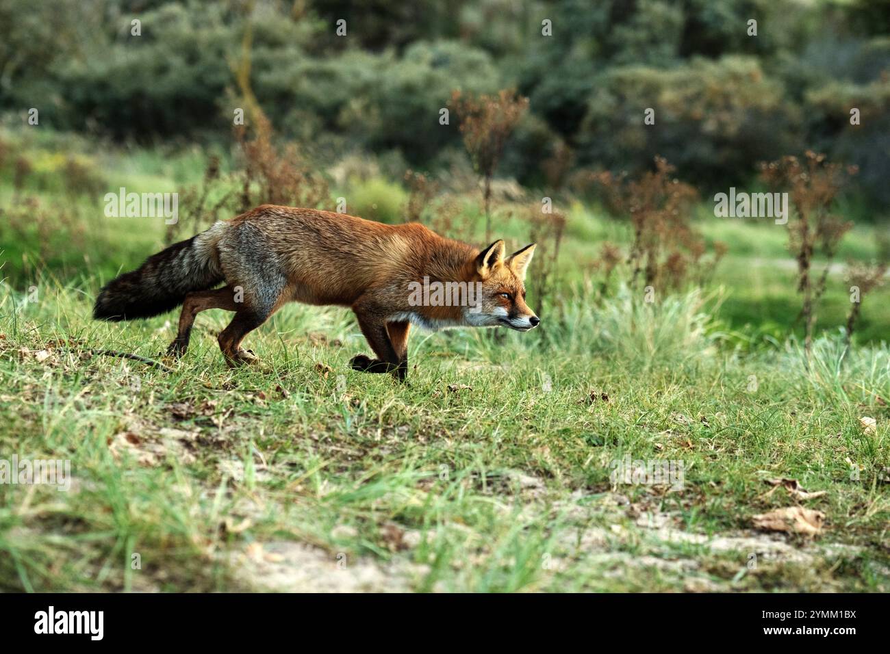 Europäischer Fuchs, Fuchs, Fuchs im Herbst, Füchse, Hundeartige ...