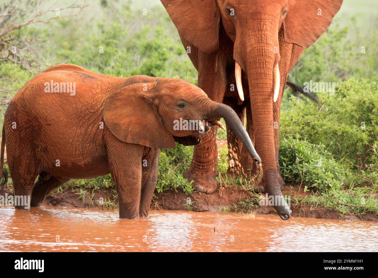 Proboscidea the red elephants of tsavo national park hi-res stock ...
