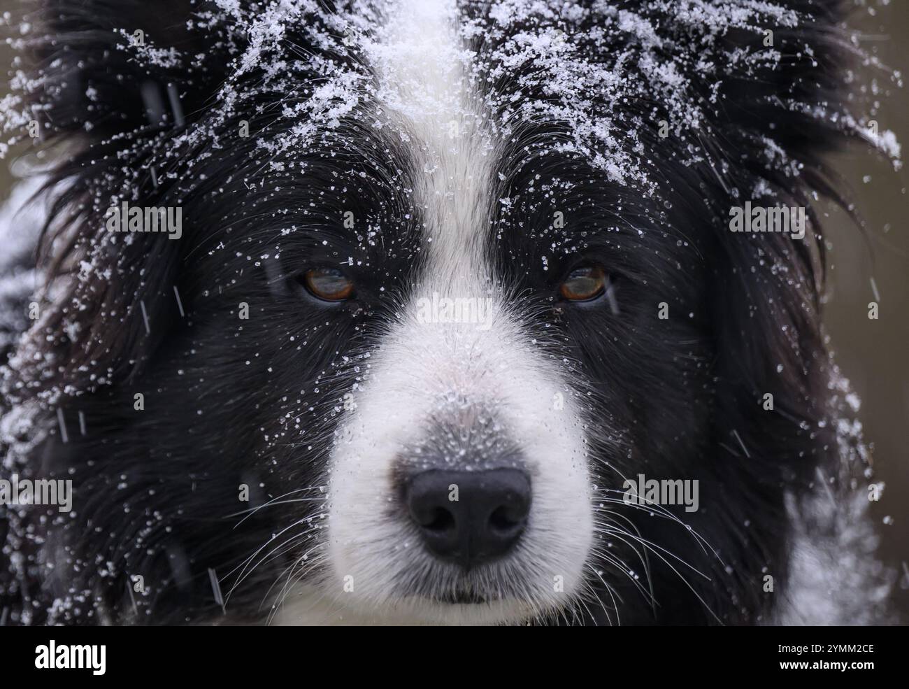 Sieversdorf, Germany. 22nd Nov, 2024. A little snow lies on the coat of ...