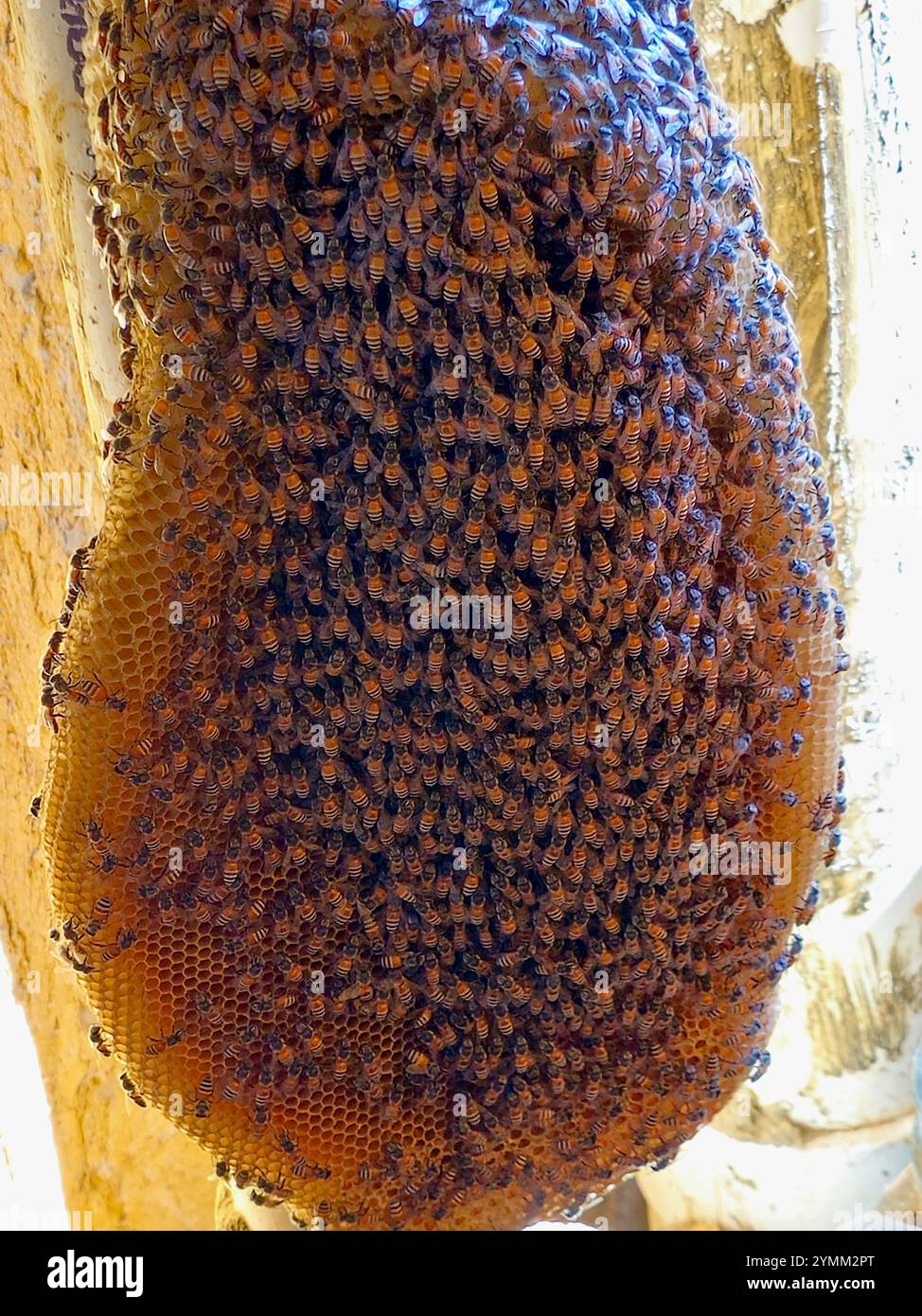 small wild honey bees nest colony, Bees are winged insects closely ...