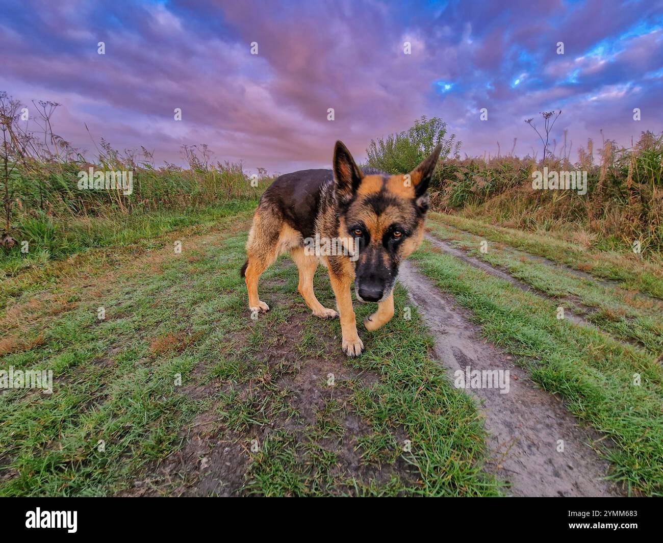 German shepherd colors hi-res stock photography and images - Alamy