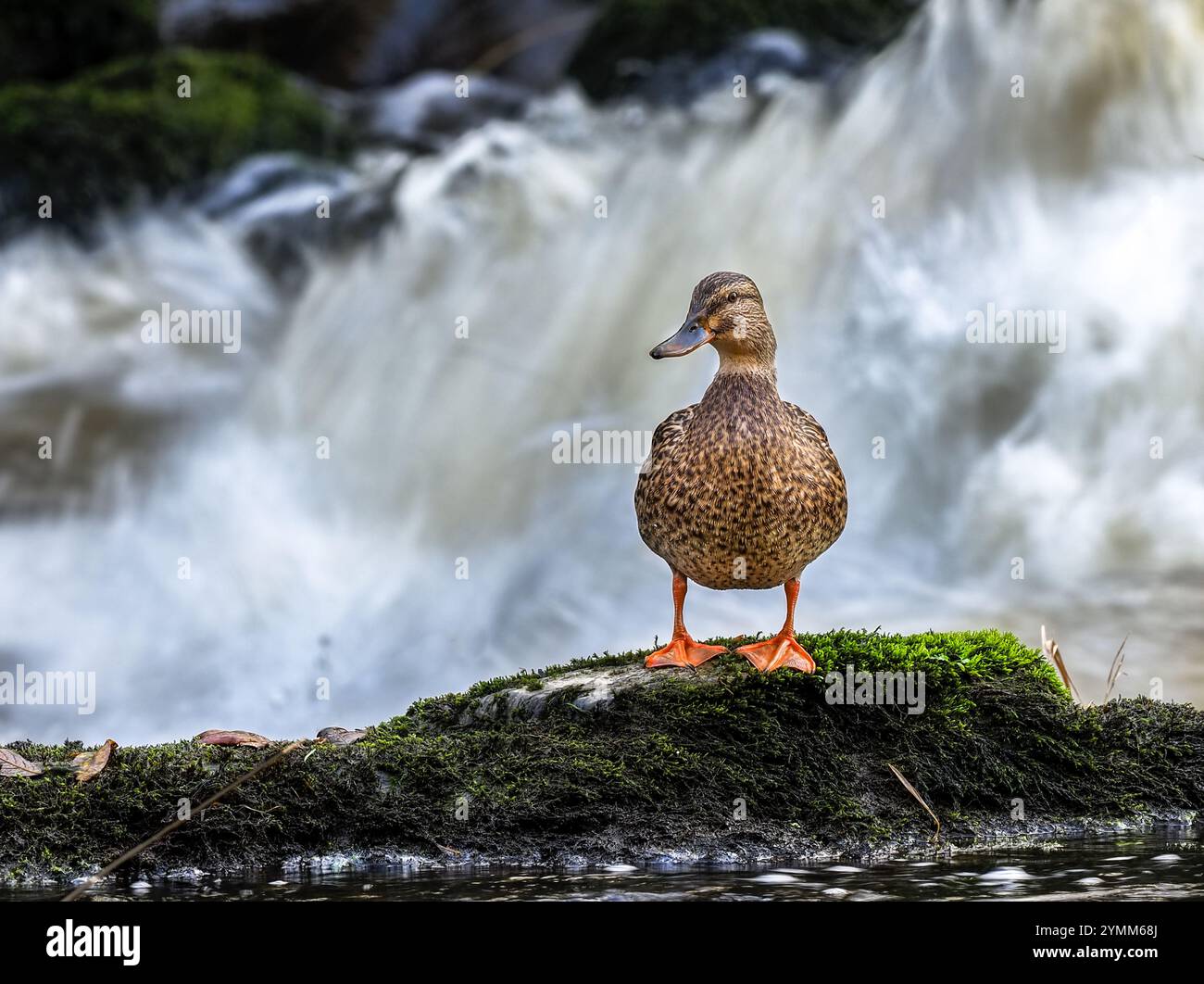 Duck in front of waterfall hi-res stock photography and images - Alamy