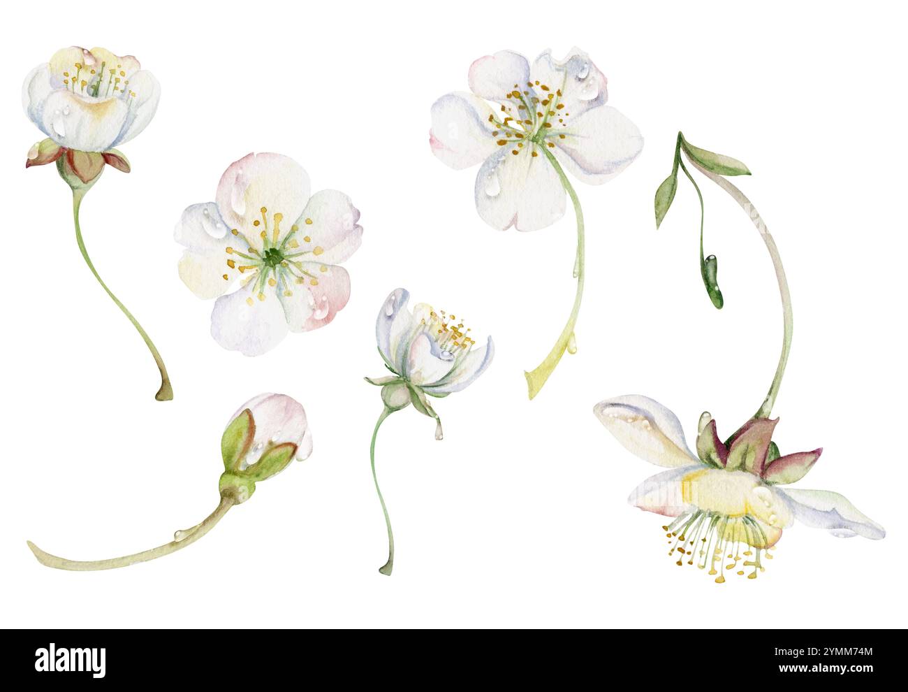Early spring flowers on stems, water drops, white cherry sakura apple ...