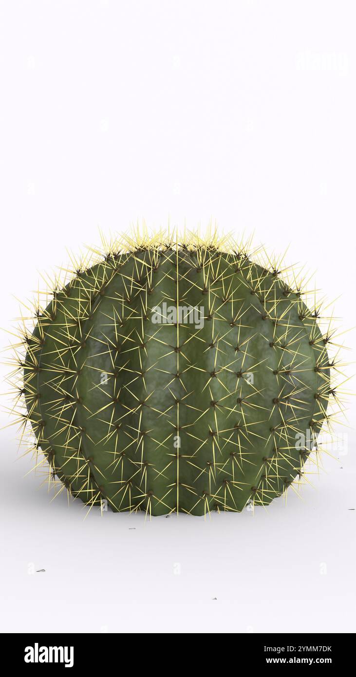 Cactus Plant with white background Stock Photo - Alamy