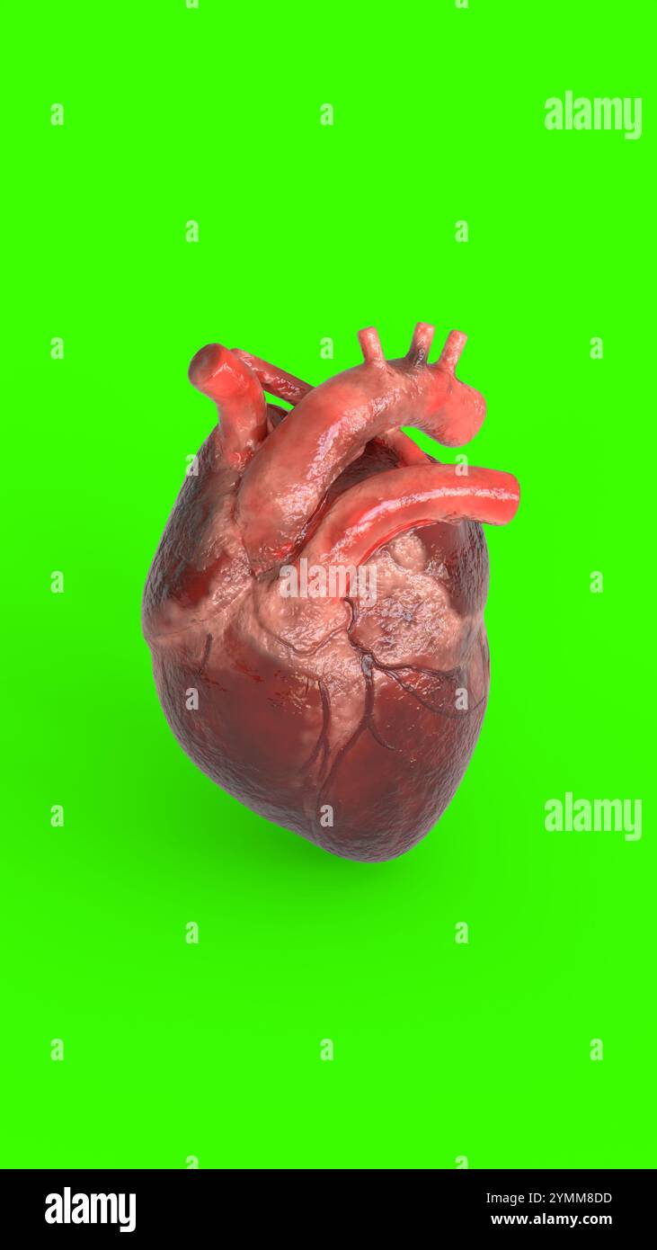 Realistic human heart hi-res stock photography and images - Alamy