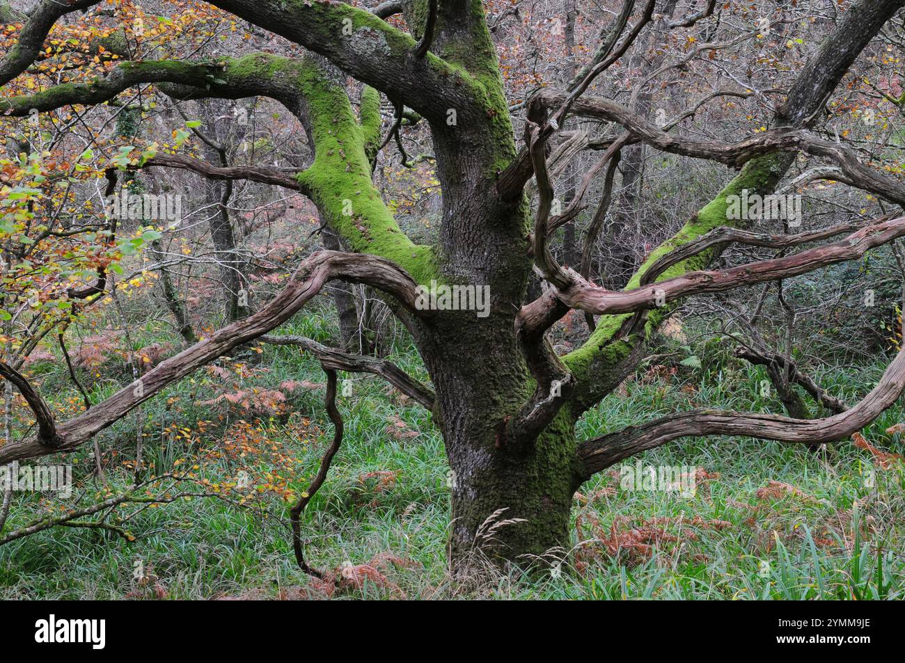 Primeval oak wood, Powerstock Common, Dorset Wildlife Trust nature ...