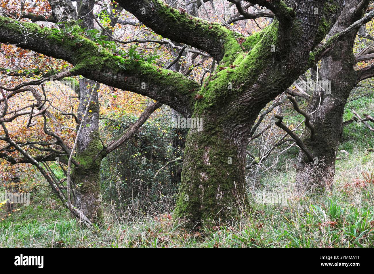 Primeval oak wood, Powerstock Common, Dorset Wildlife Trust nature ...