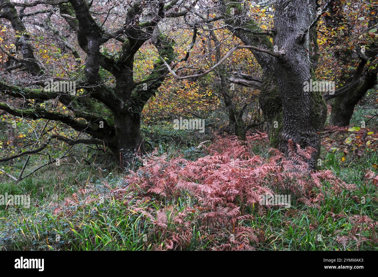 Primeval oak wood, Powerstock Common, Dorset Wildlife Trust nature ...