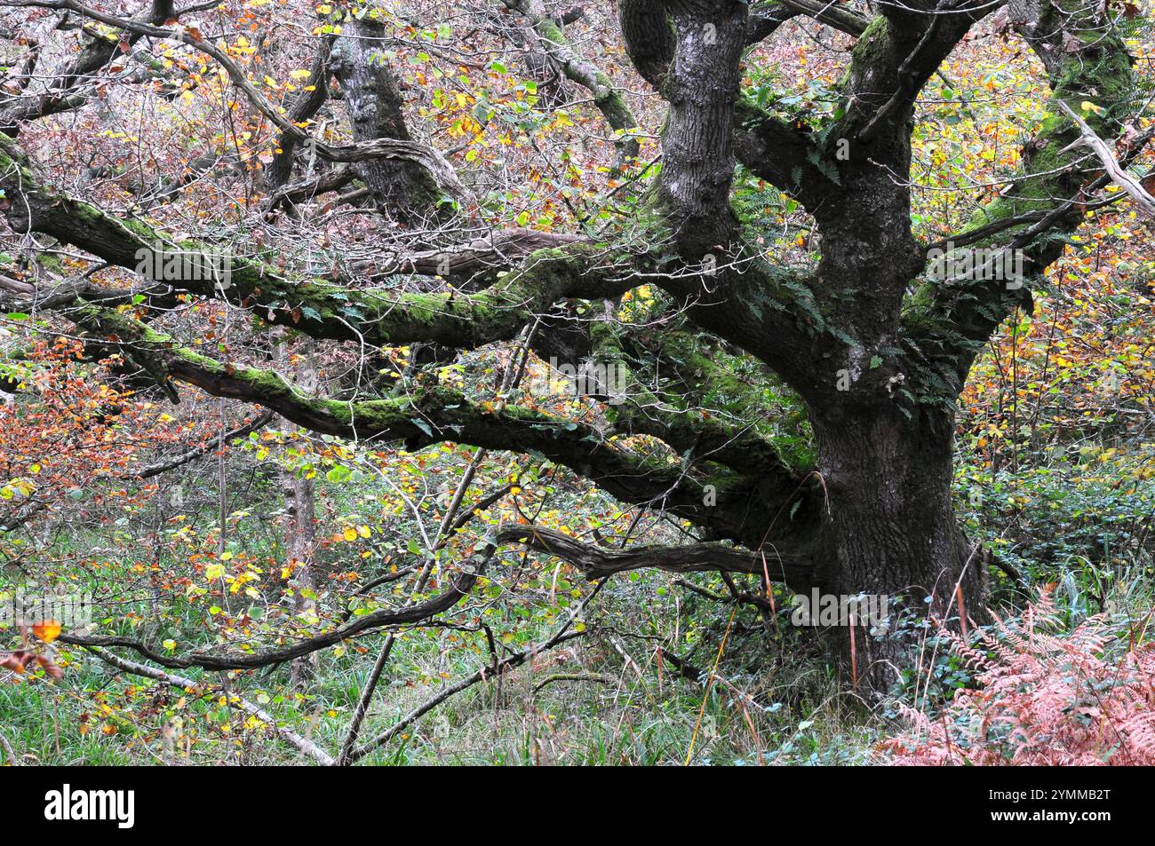 Primeval oak wood, Powerstock Common, Dorset Wildlife Trust nature ...