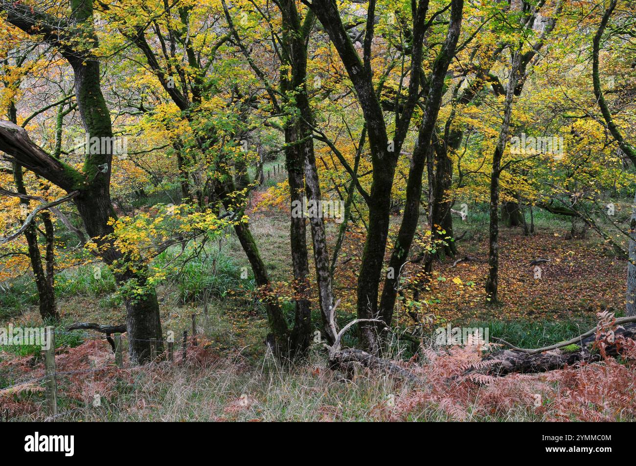 Primeval oak wood, Powerstock Common, Dorset Wildlife Trust nature ...