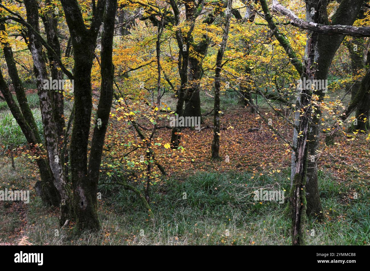 Primeval oak wood, Powerstock Common, Dorset Wildlife Trust nature ...
