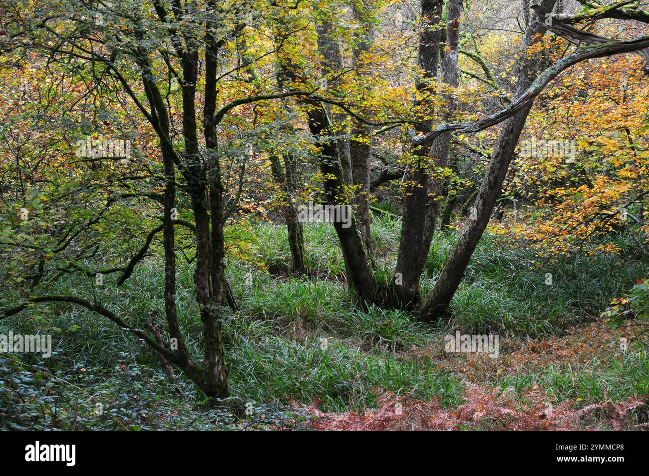 Primeval oak wood, Powerstock Common, Dorset Wildlife Trust nature ...
