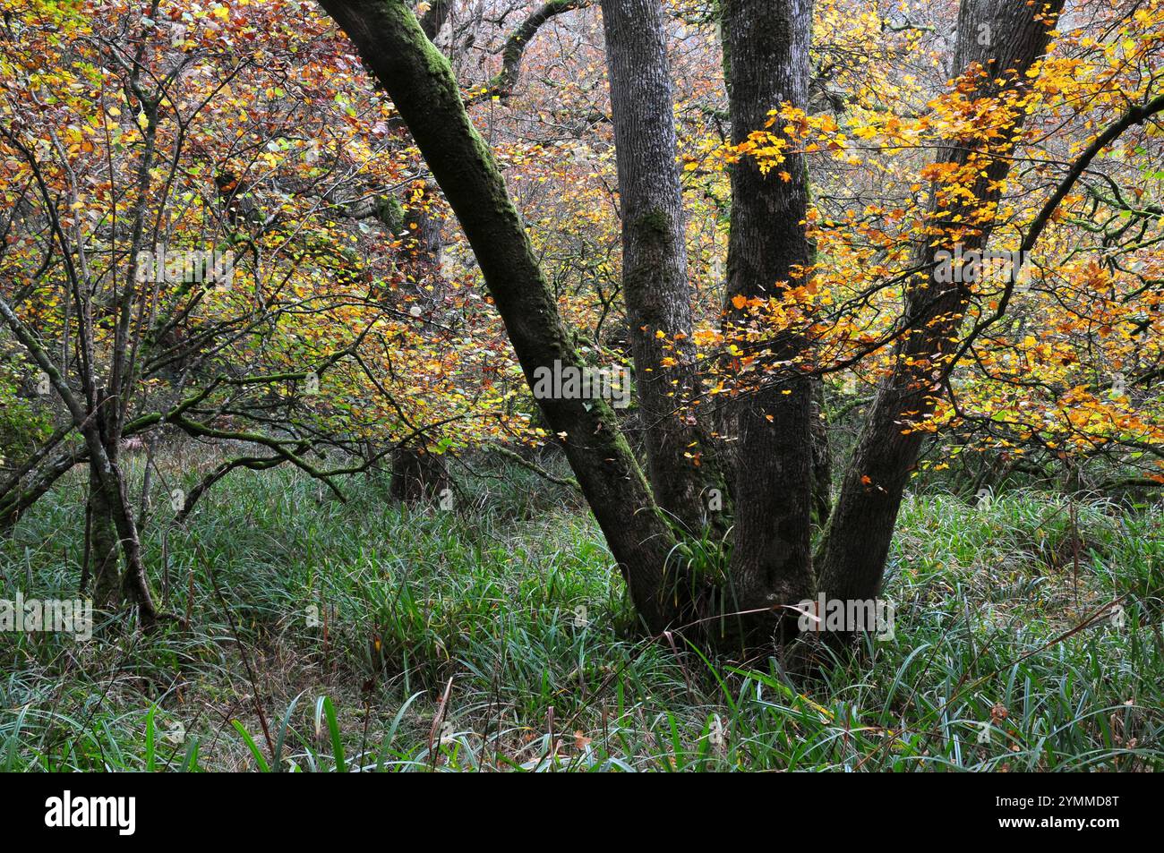 Primeval oak wood, Powerstock Common, Dorset Wildlife Trust nature ...