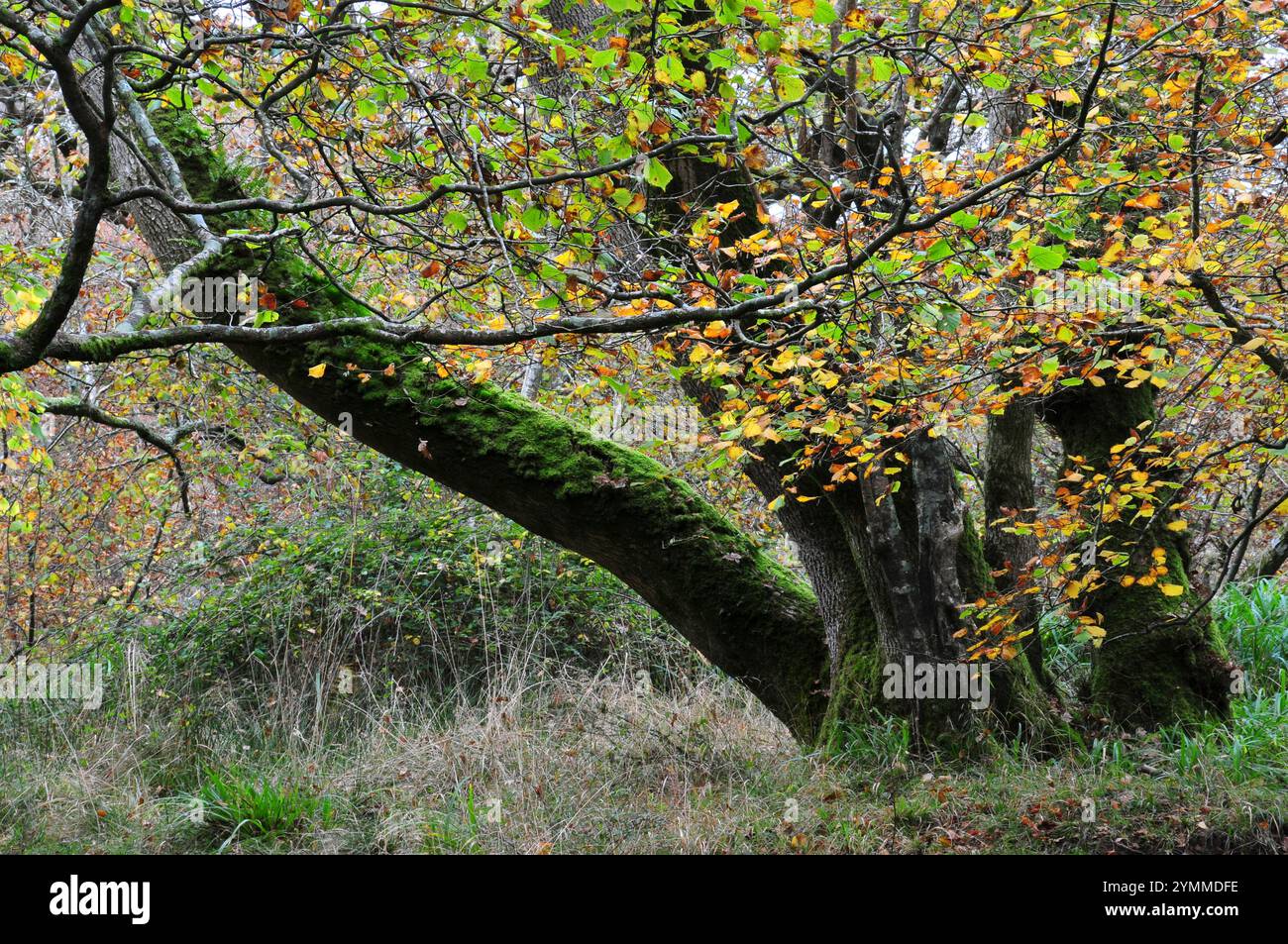 Primeval oak wood, Powerstock Common, Dorset Wildlife Trust nature ...