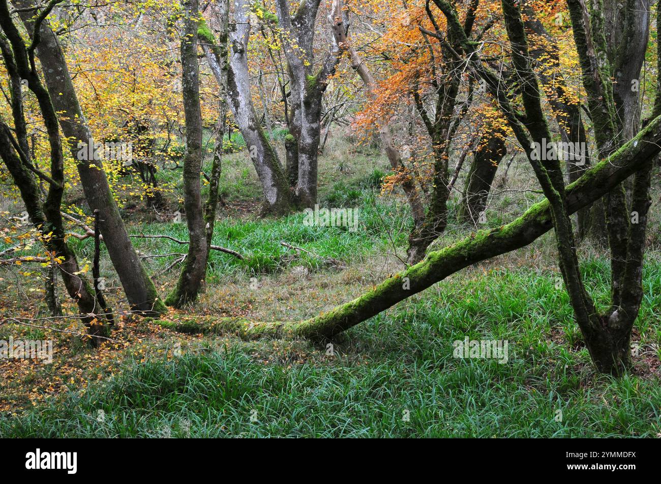 Primeval oak wood, Powerstock Common, Dorset Wildlife Trust nature ...