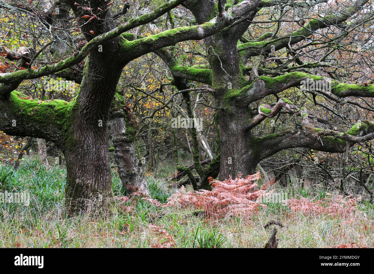 Primeval oak wood, Powerstock Common, Dorset Wildlife Trust nature ...