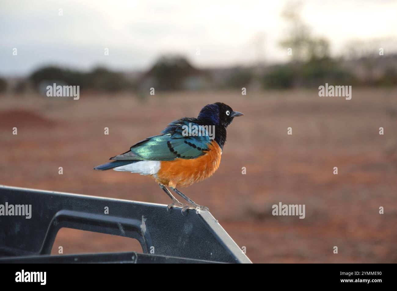 Three-colored glossy starling seen on Safari in Tsavo West National ...