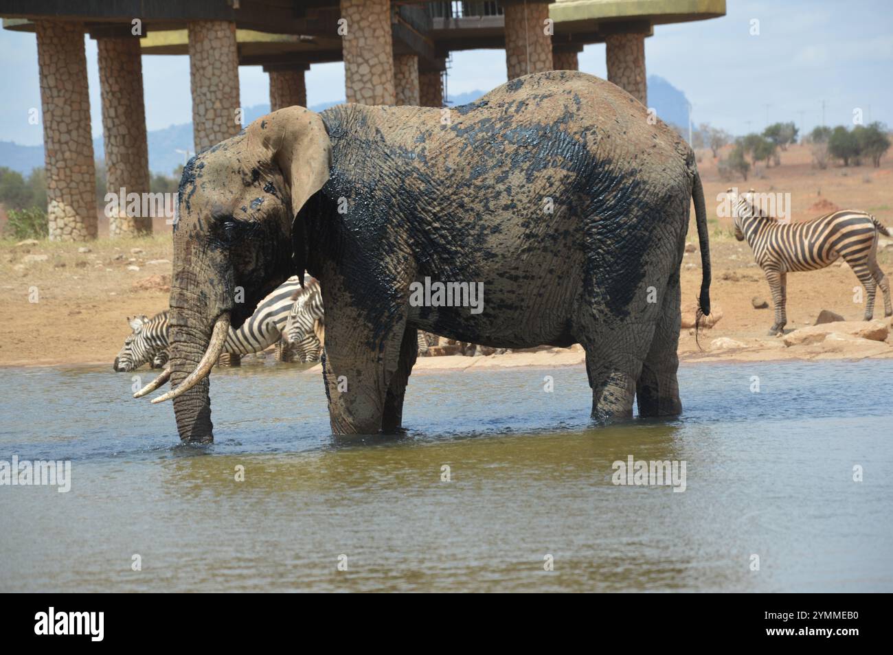 African Elephant drinking in water whole at Salt Lick Lodge in Tsavo ...