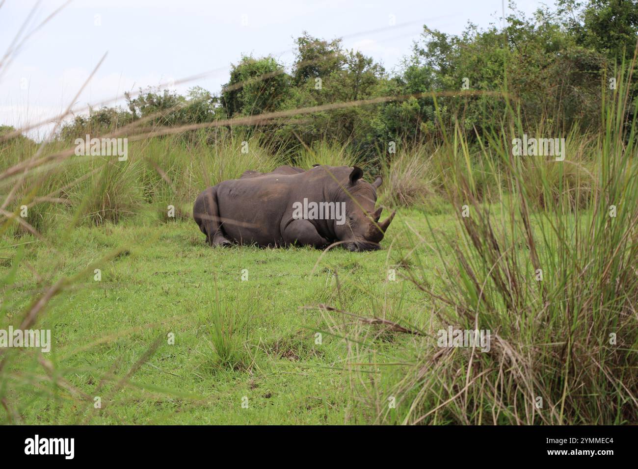 Wide mouthed rhinoceros in wildlife hi-res stock photography and images ...