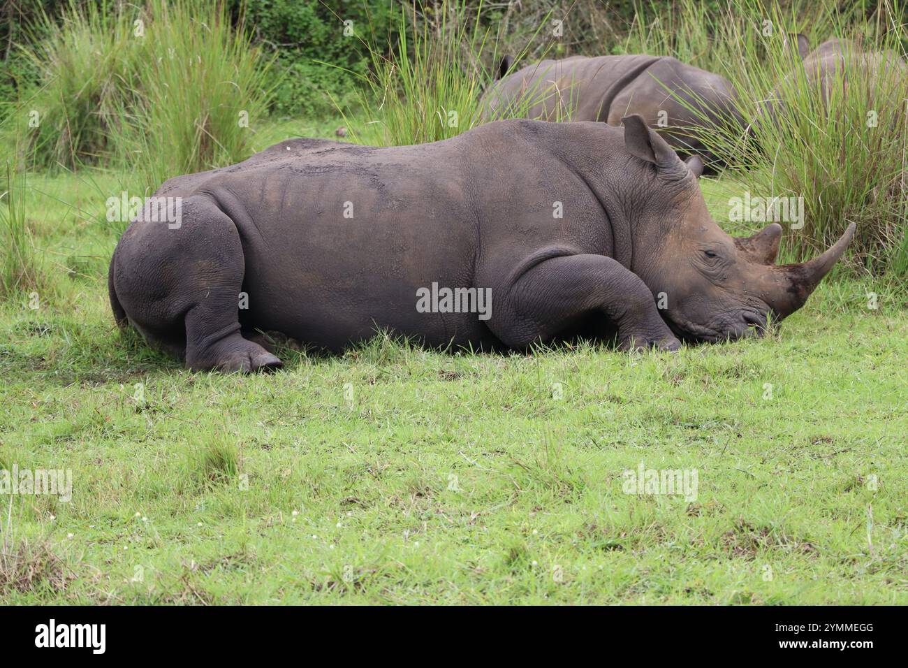 Nature wildlife safari animals wild africa rhino rhinoceros hi-res ...