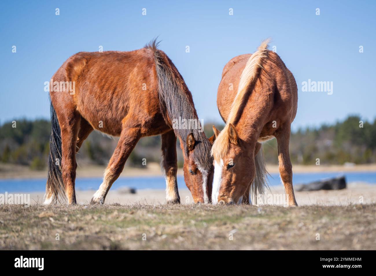 Estonian native horses (Estonian Klepper) grazing in the coastal meadow ...