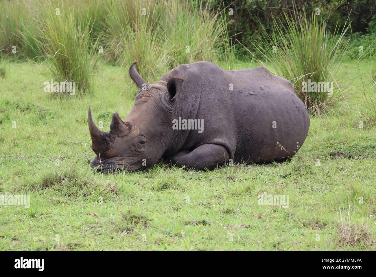 Wide mouthed rhinoceros in nature hi-res stock photography and images ...
