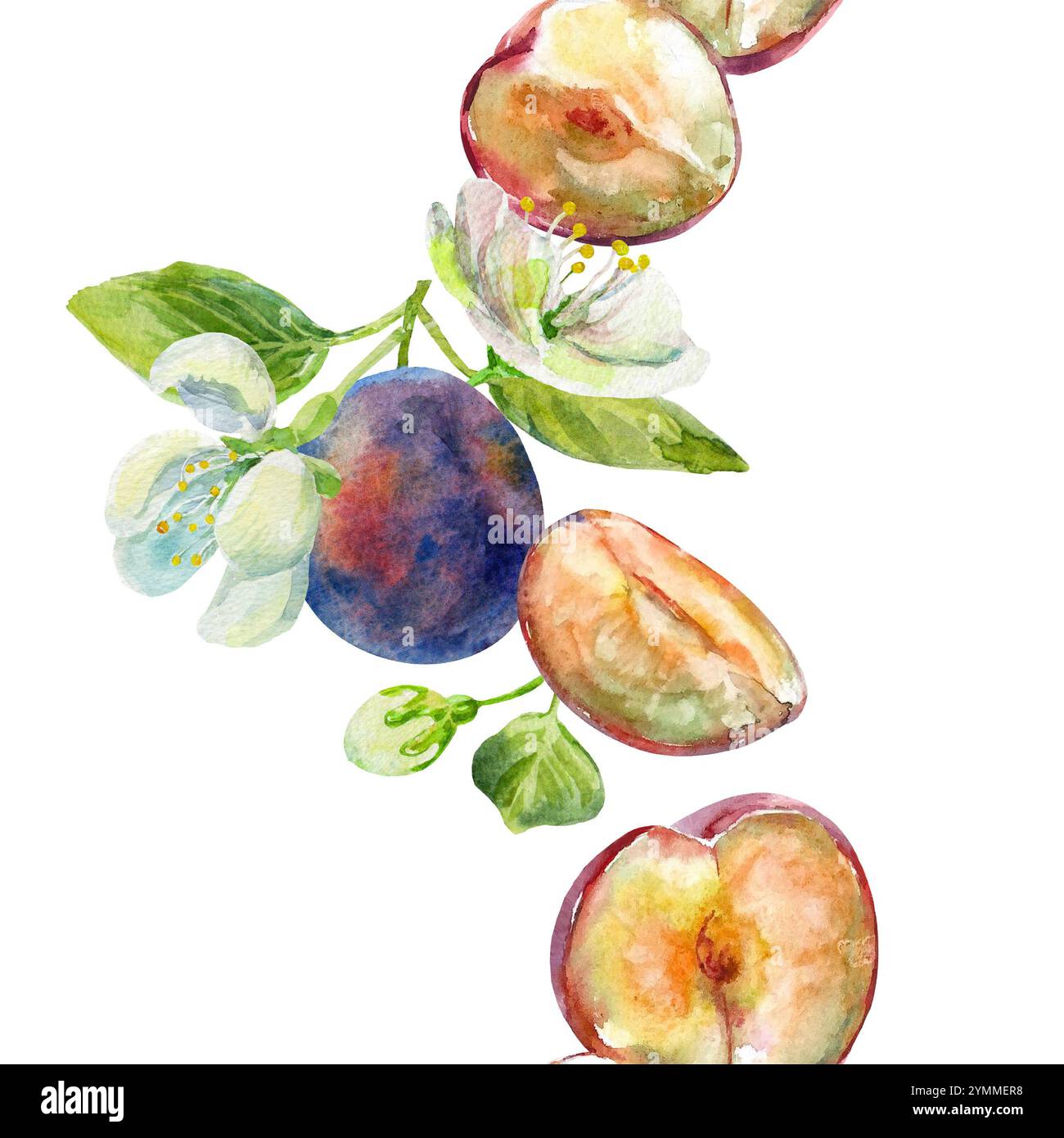 Seamless border of the plums branch with leaves and flowers on an ...