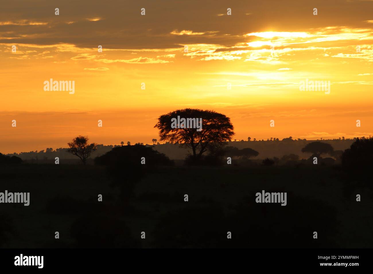 African Sunset panorama of Savanna in Murchison Falls National Park ...