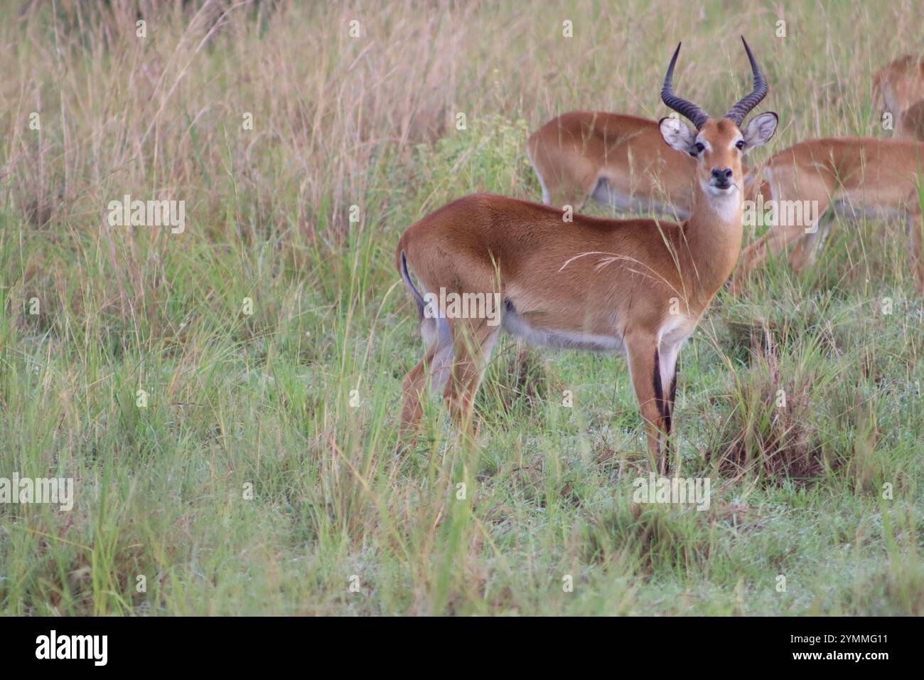 Wild Uganda Kob antelope seen in Nature on Safari in Murchison Falls ...