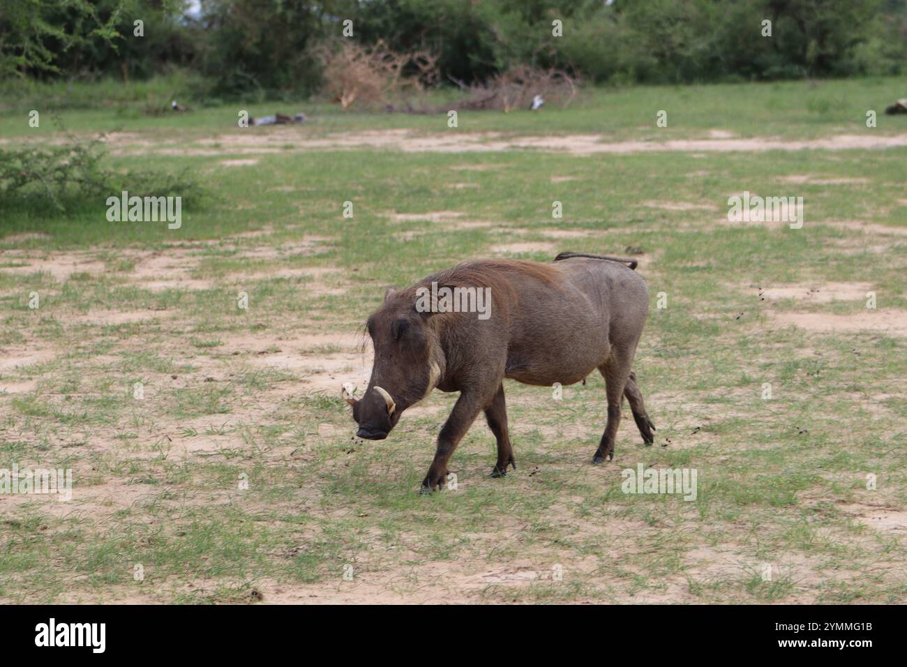 Warthog in the bush uganda hi-res stock photography and images - Alamy