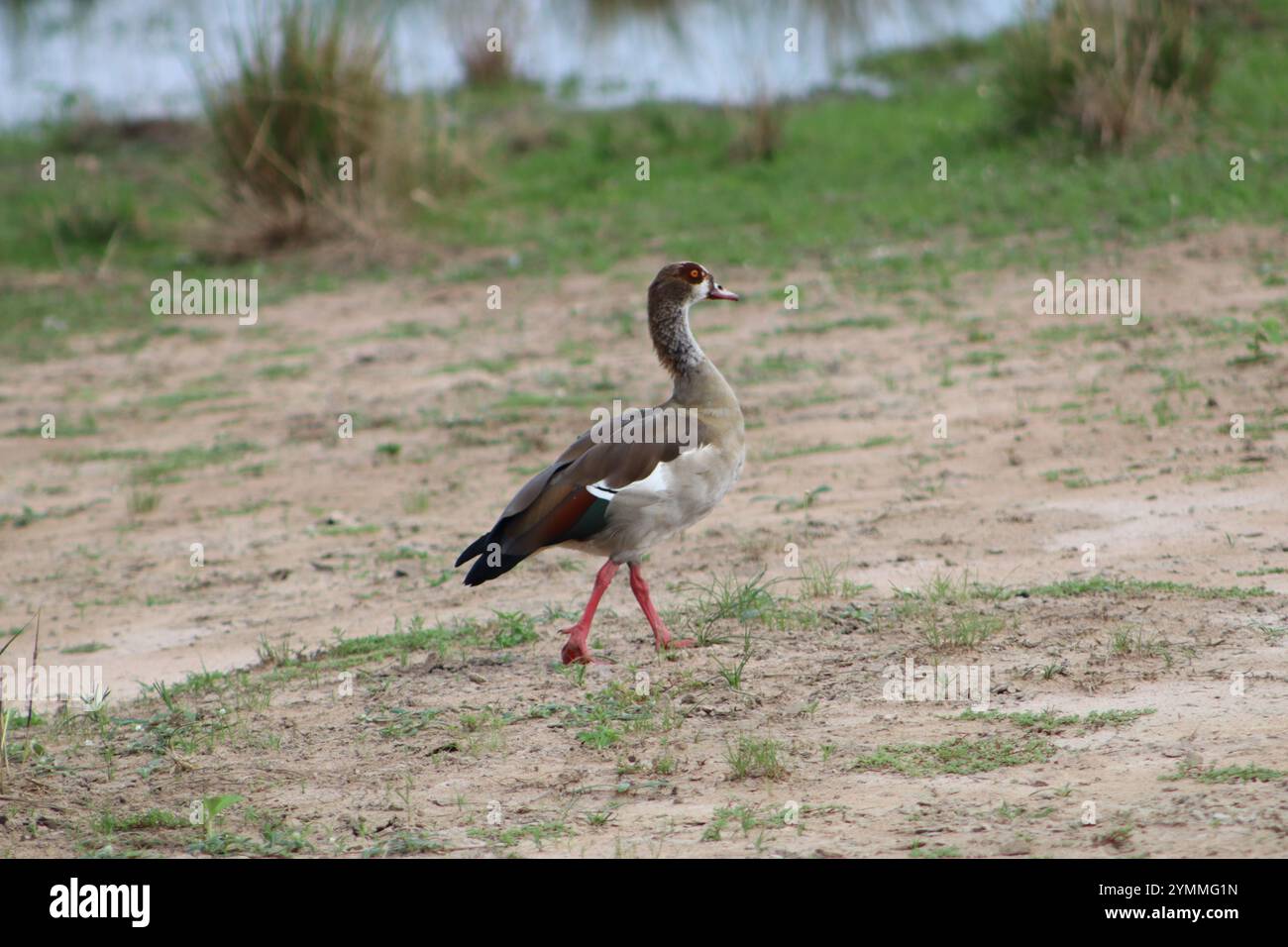 Egyptian Goose at Nile River in Africa, Murchsion Falls National Park ...