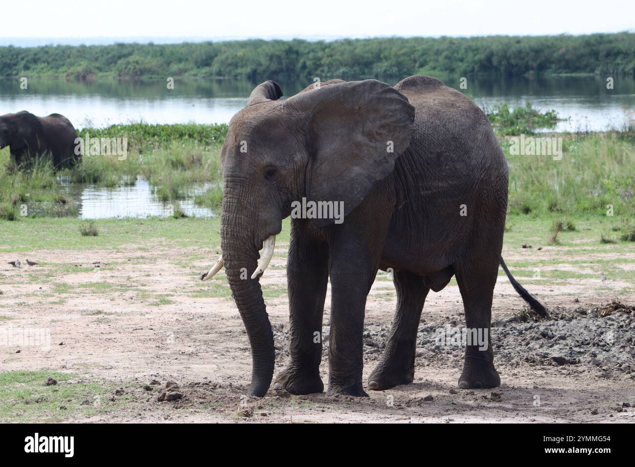 African Elephants at Nile River seen at Safari in Murchison Falls ...