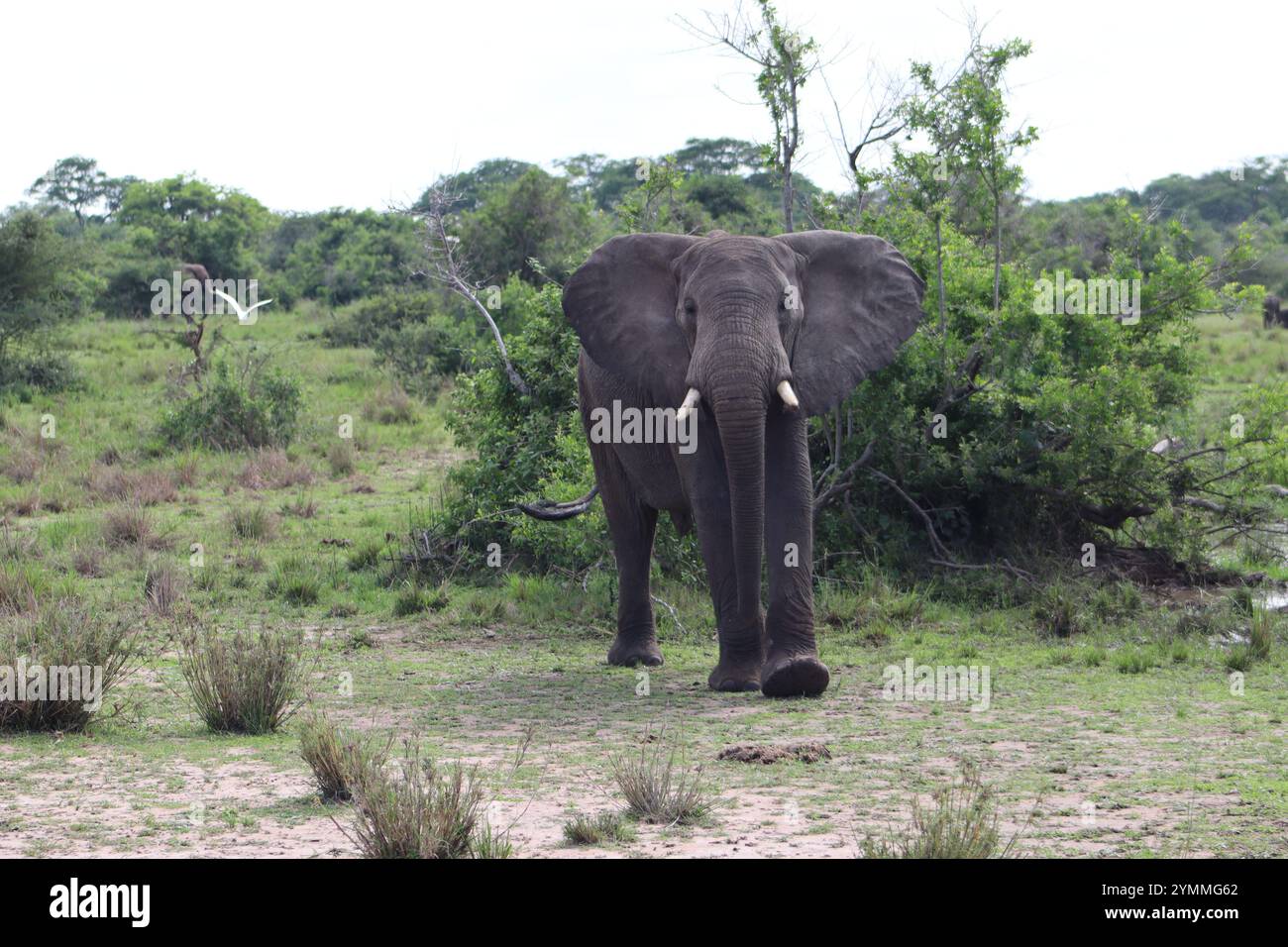 African Elephants at Nile River seen at Safari in Murchison Falls ...