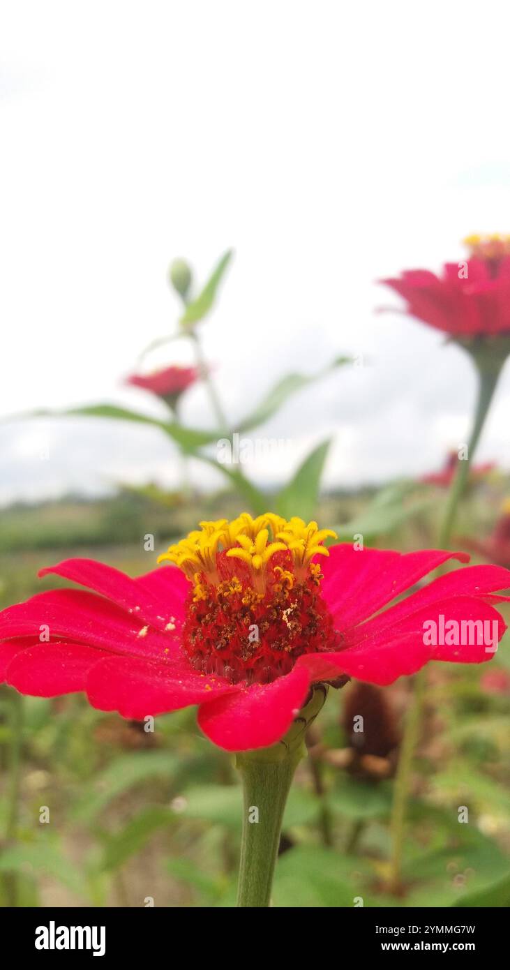 Zinnia elegans flower in hi-res stock photography and images - Alamy