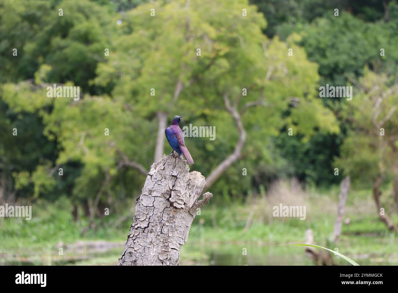 Burchells starling in flight hi-res stock photography and images - Alamy