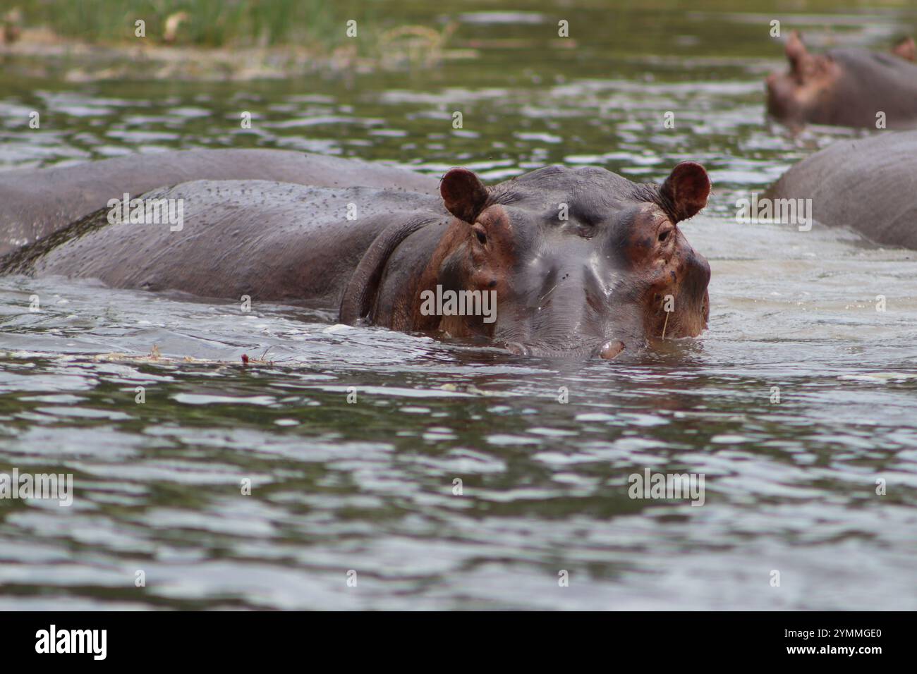 Hippo in the Nature at Nile river in Uganda Stock Photo - Alamy