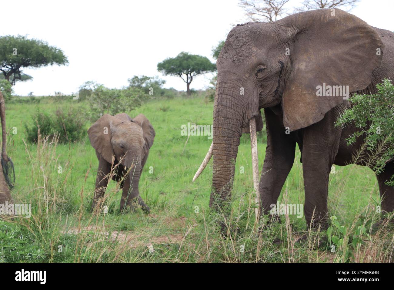 African Elephant herd in natural habitat in Murchison Falls National ...