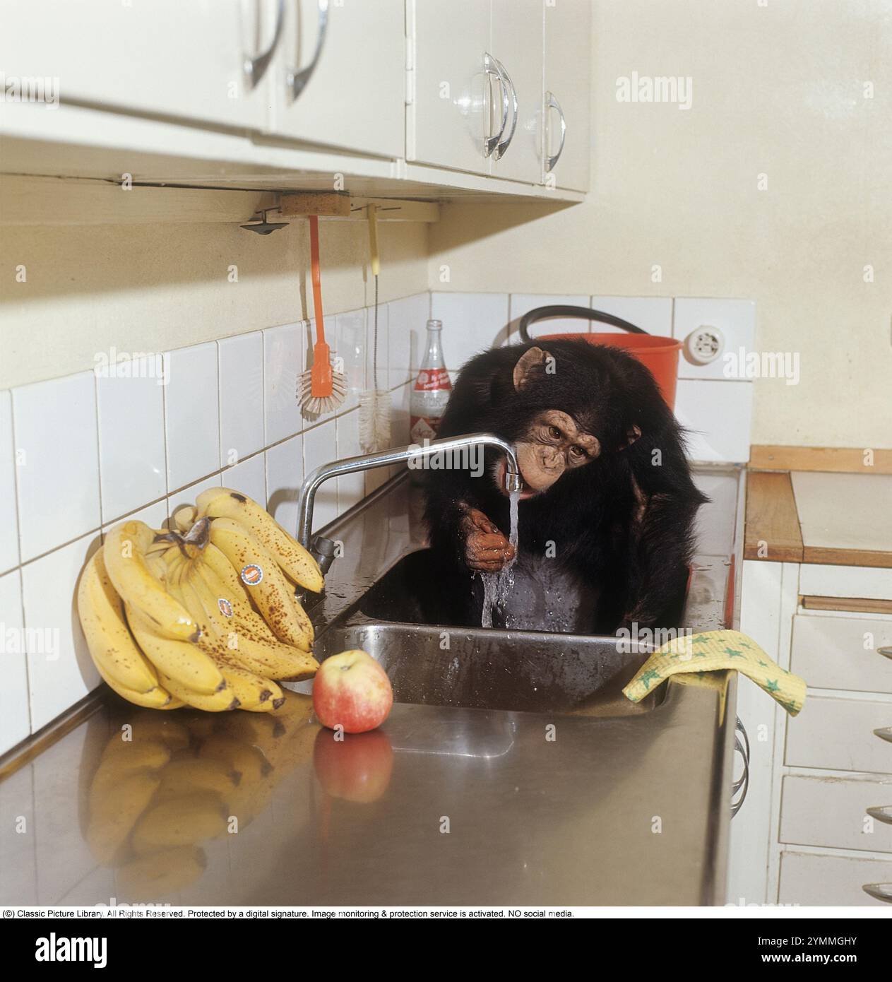In the kitchen 1971. A chimpanzee is seen sitting in the kitchen sink ...