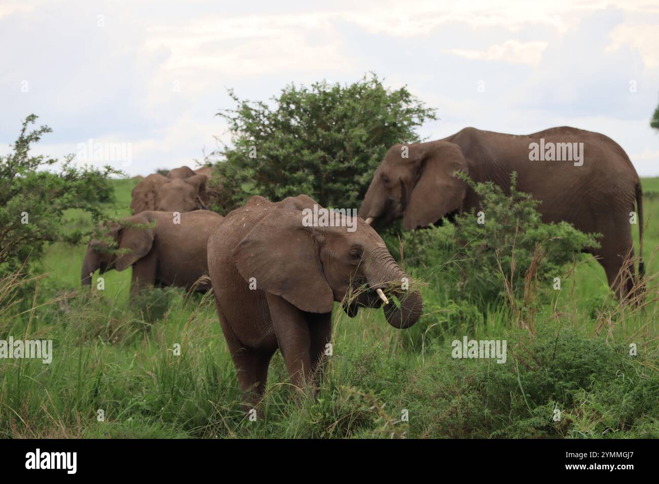 African Elephant herd in natural habitat in Murchison Falls National ...