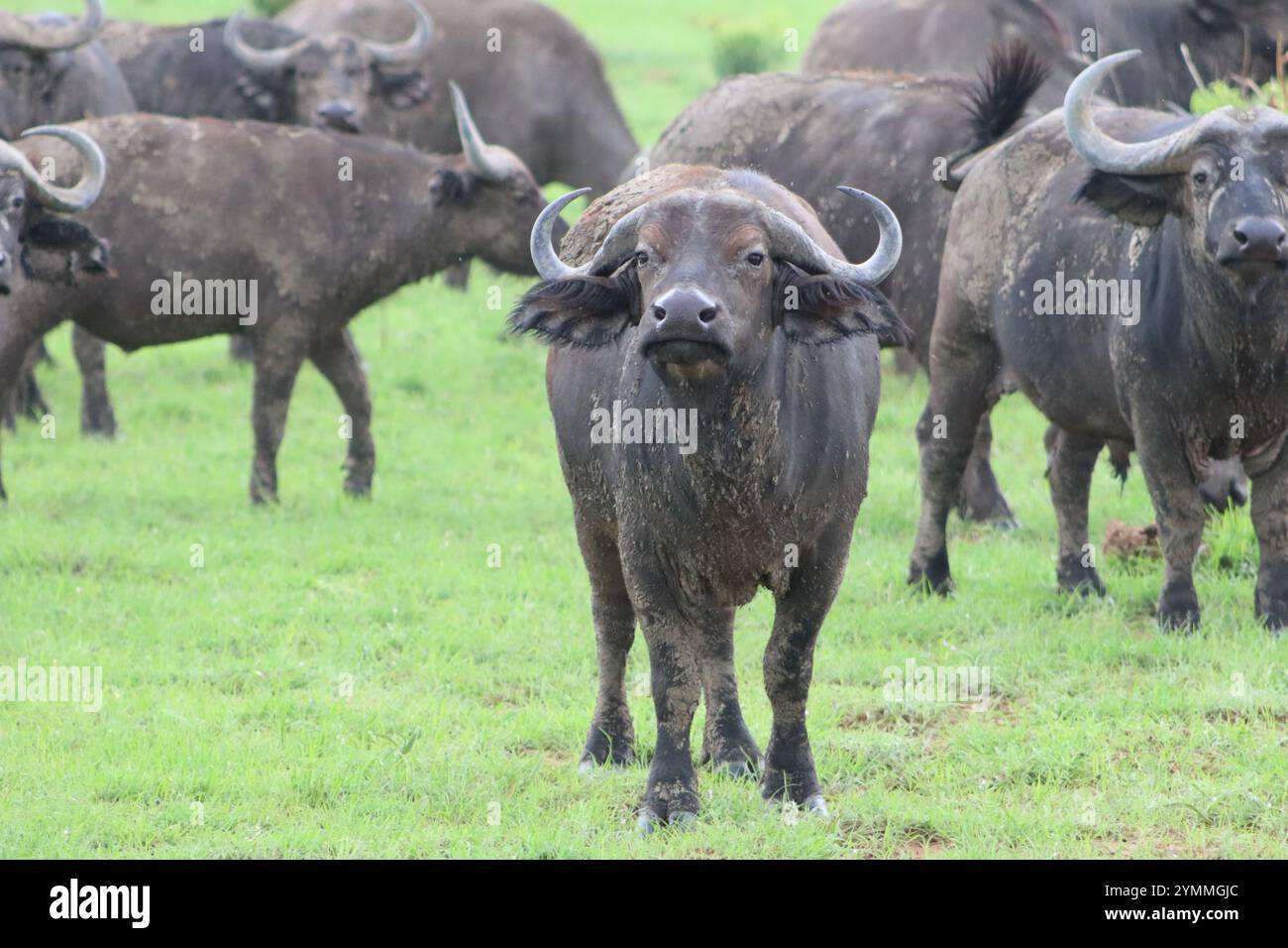 African water Buffalo looking into camera in Murchison Falls National ...