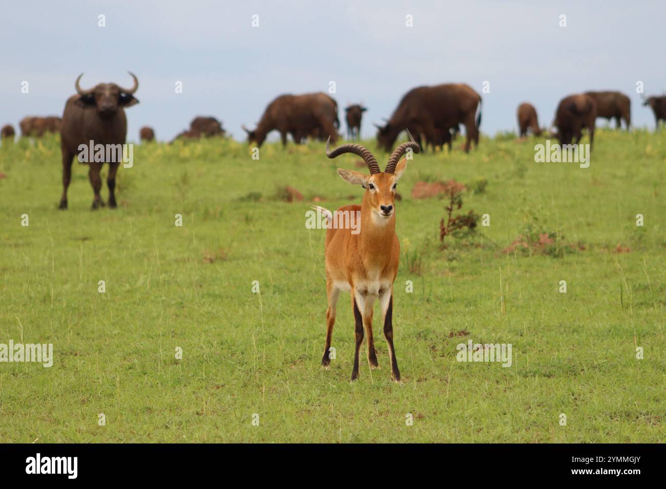 Wild Uganda Kob antelope seen in Nature on Safari in Murchison Falls ...