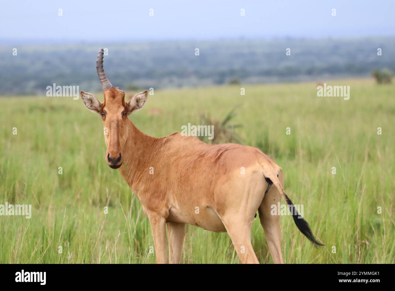Hartebeest sighting hi-res stock photography and images - Alamy