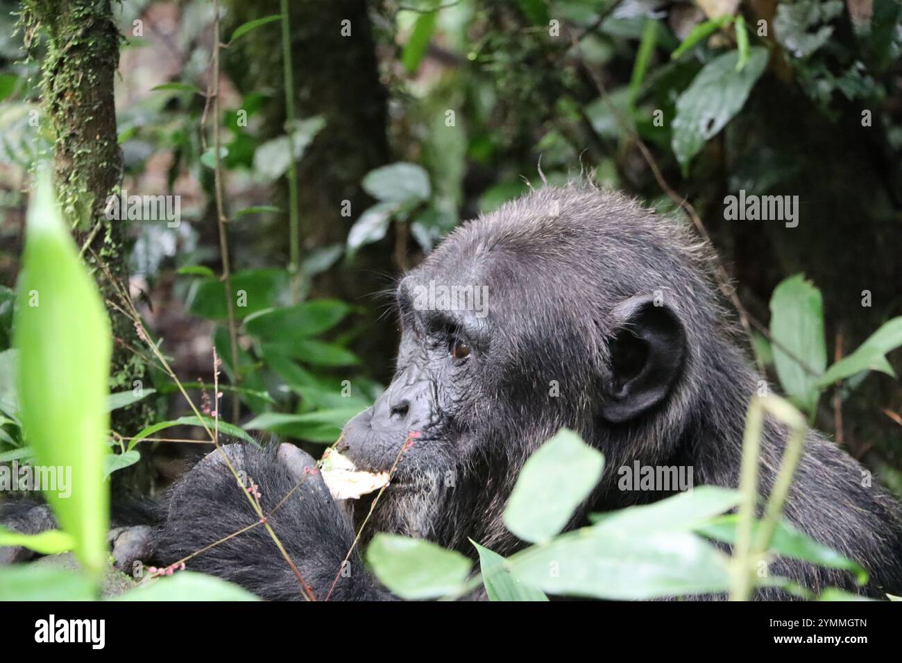 Chimpanzee in natural habitat eating jackfruit, Kibale Forrest, Uganda ...