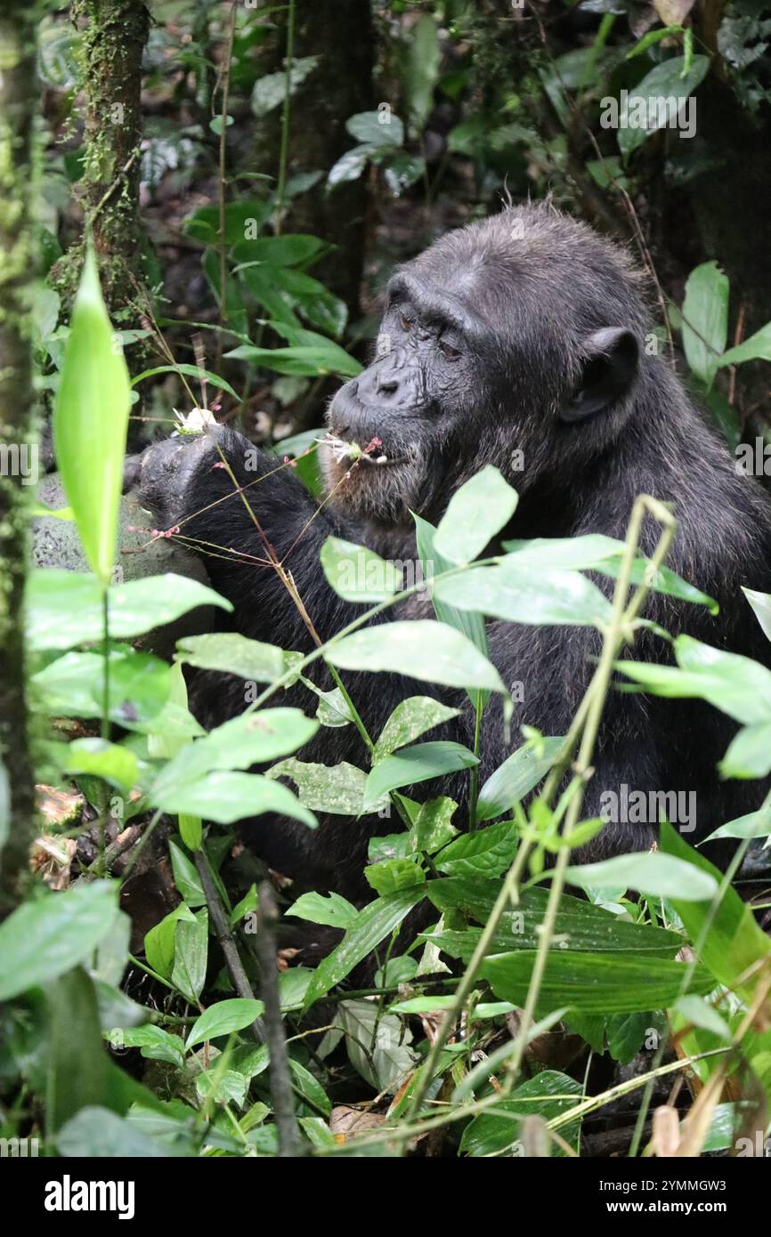 Chimpanzee in natural habitat eating jackfruit, Kibale Forrest, Uganda ...